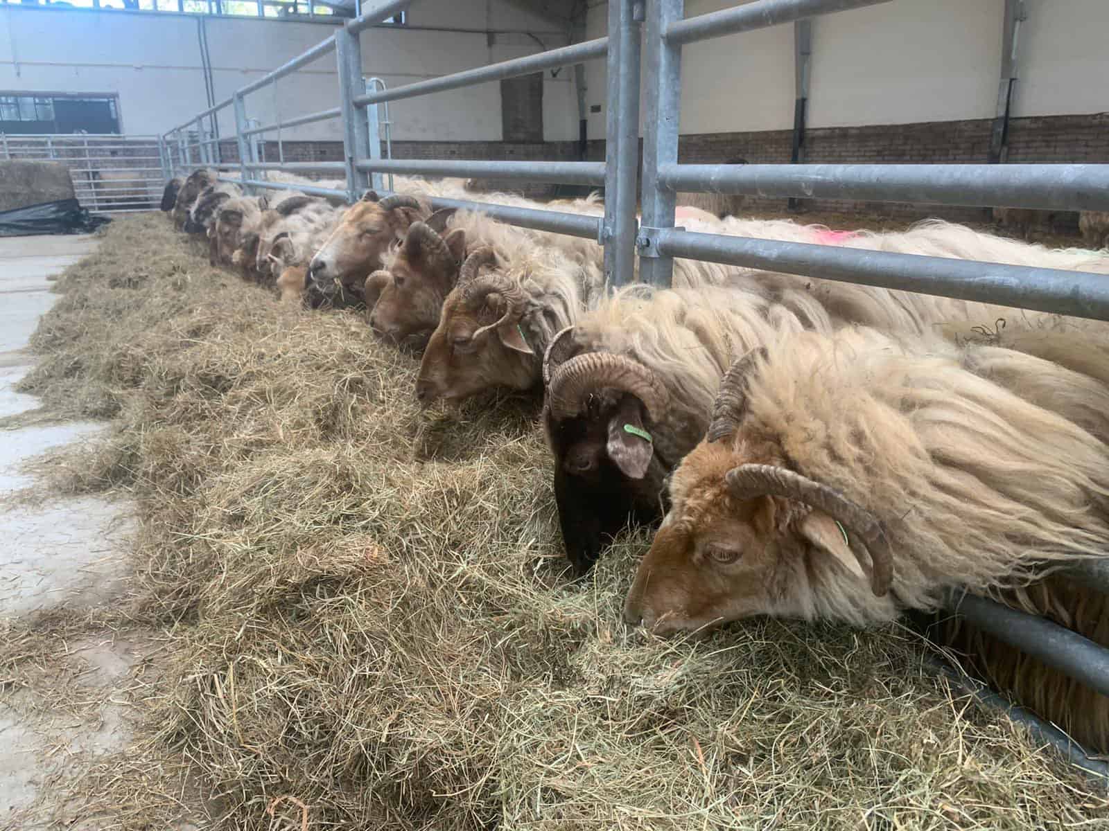 Sheep Farm - Bunnybum Farm